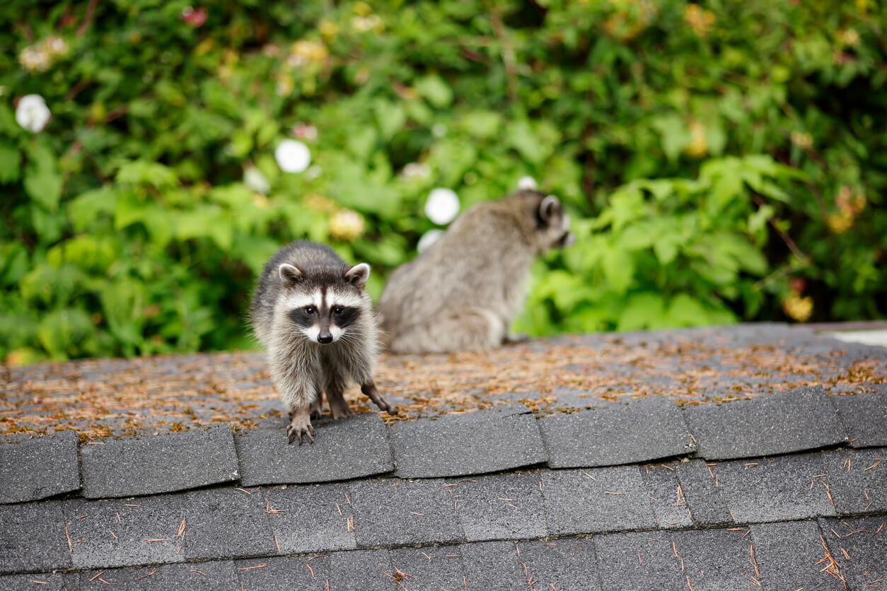 How To Stop Raccoons From Digging Up Your Lawn